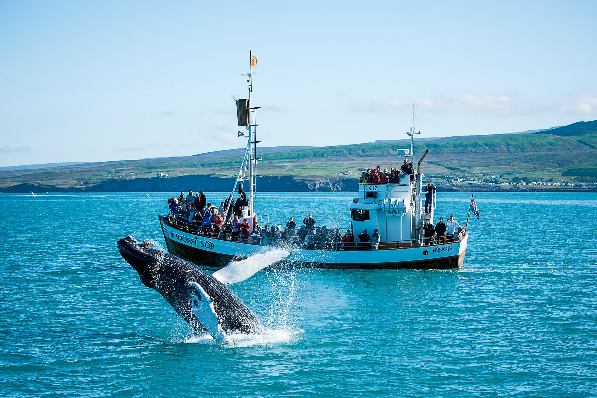 Whale Watching Tours in Iceland | Iceland Whale Tours