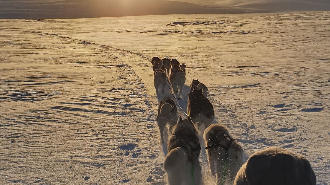 Dog Sledding Tours in Iceland | Iceland Travel Guide